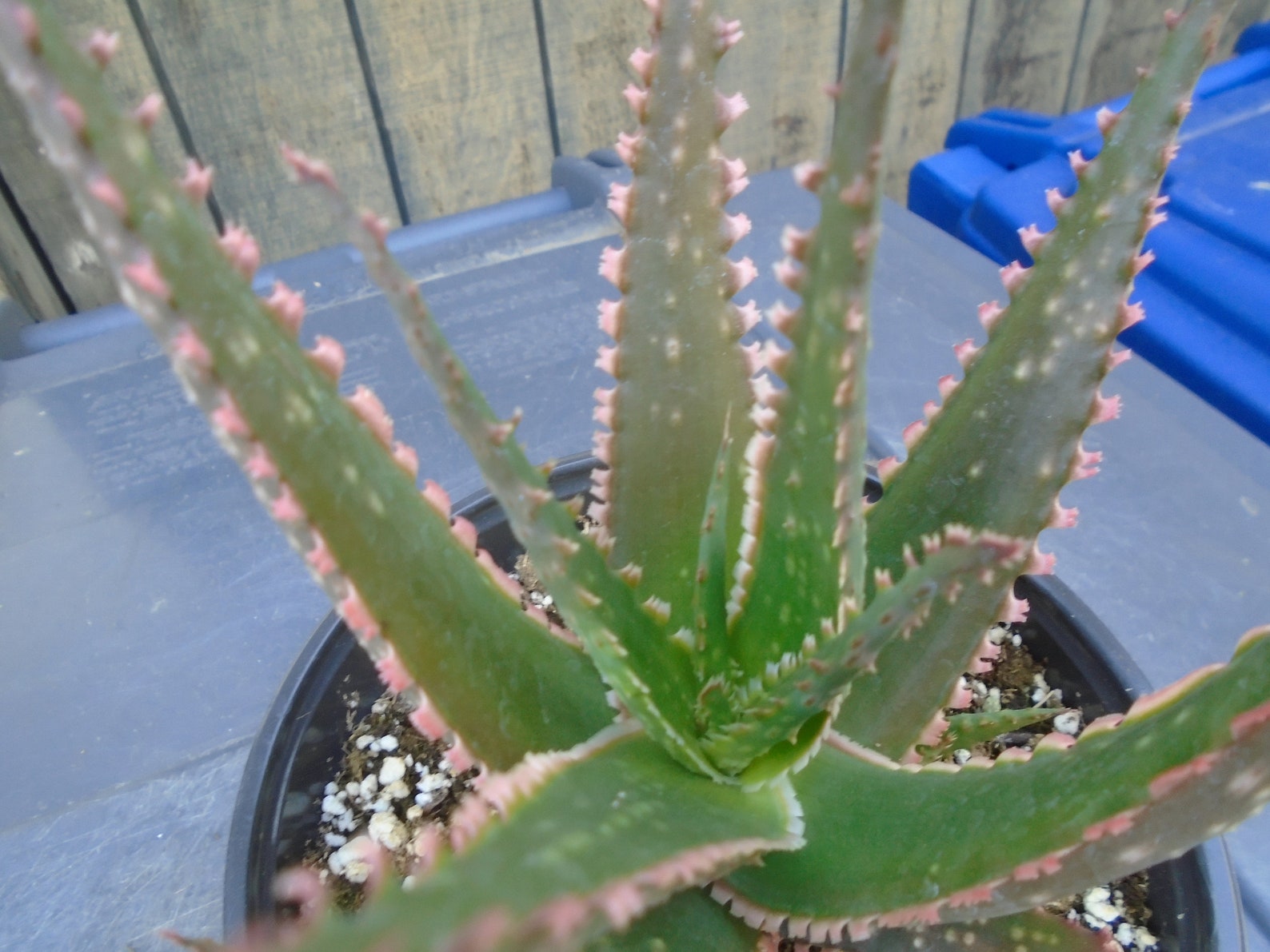 Aloe coral Fire One Plant Hybrid Fully Rooted - Etsy
