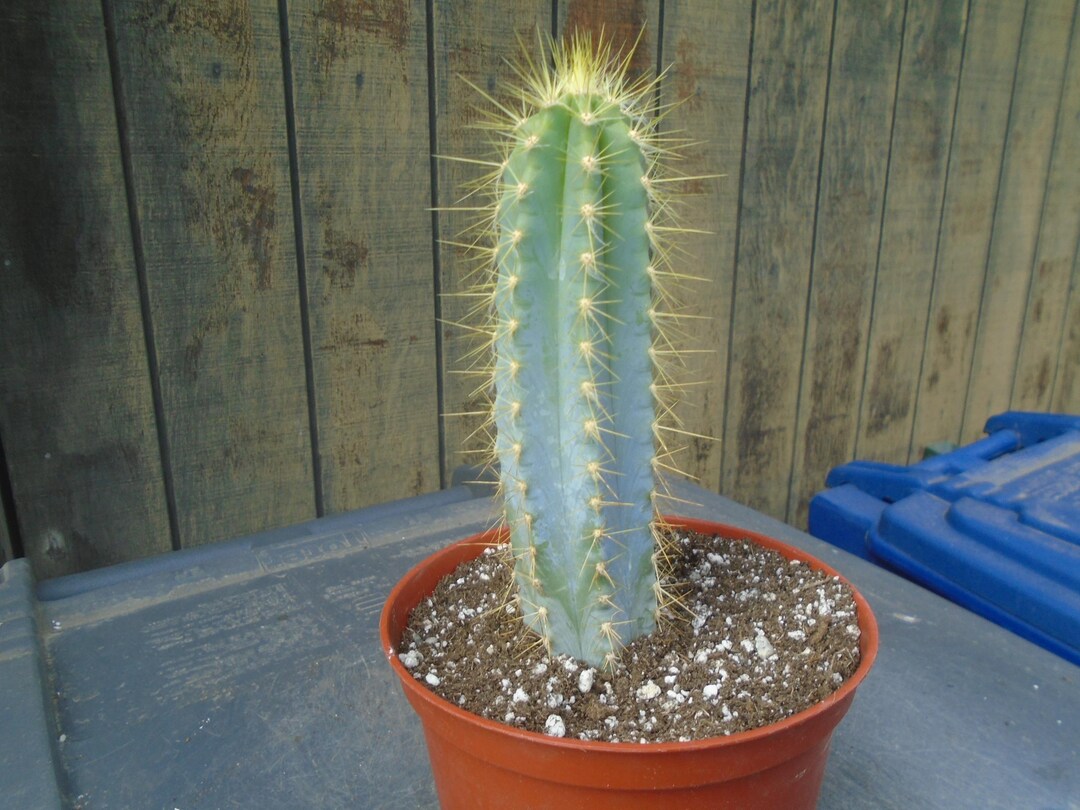 Exact Pilosocereus Azureus Cactus Plant, Fully Rooted, Columnar Type ...