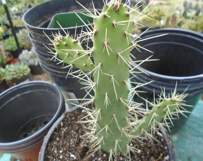 Opuntia Caribbean Tree Cactus Fully Rooted Consolea Falcata | Etsy