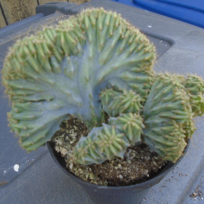 Blue Crested Cactus - Etsy