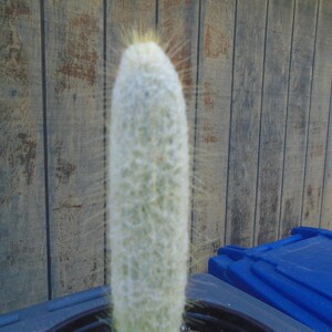 Exact Espostoa Lanata - Snow Pole Cactus, Fully Rooted, Columnar Type ...