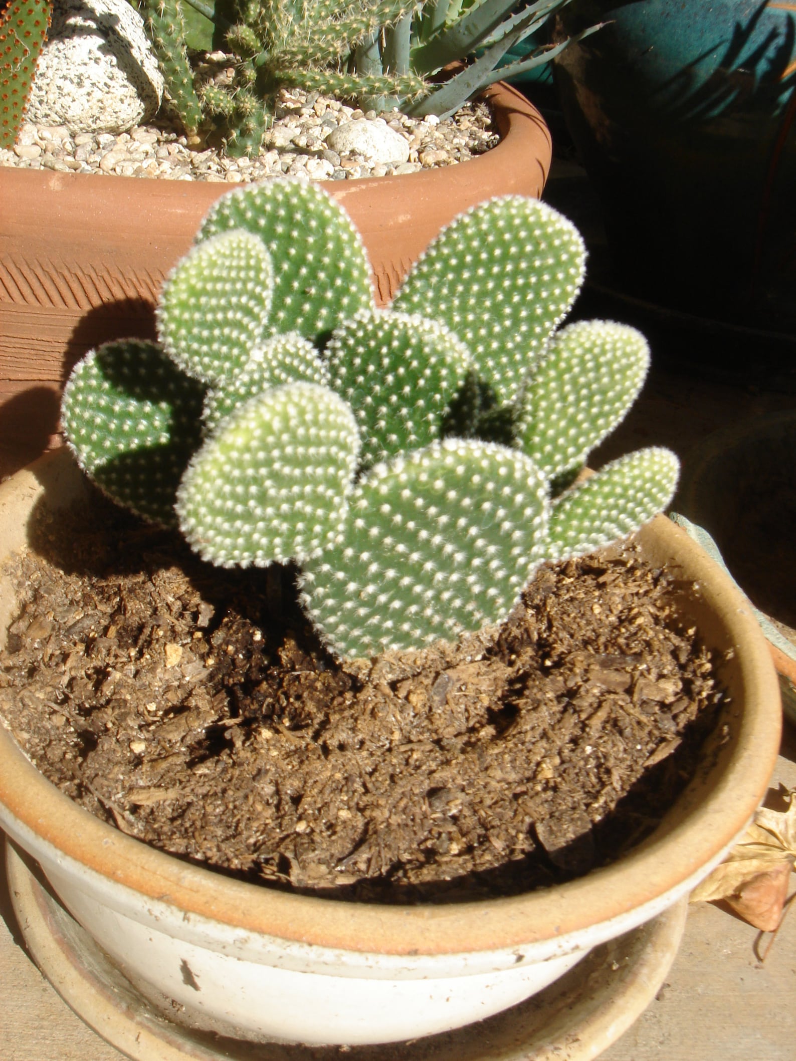 Opuntia "angel Wings" (microdasys Albata) 2 Pads - Prickly Pear - Etsy