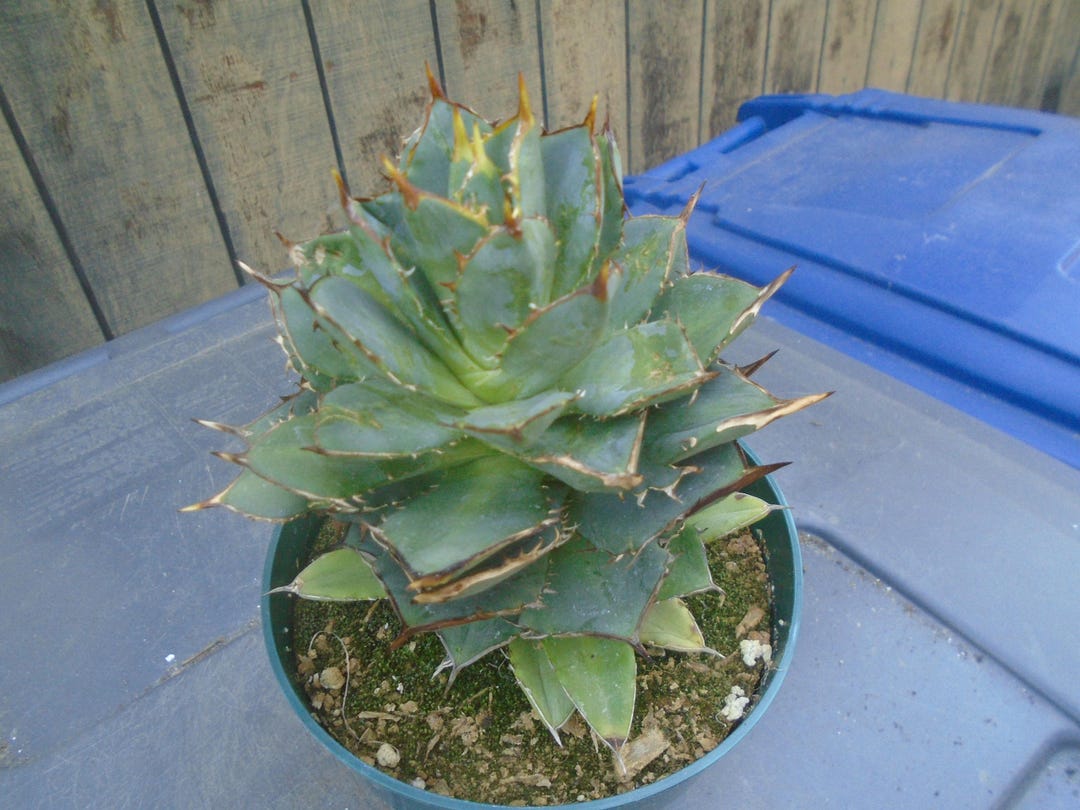Exact "tower of Babel" Agave Cactus Plant, Fully Rooted Agave Oteroi ...