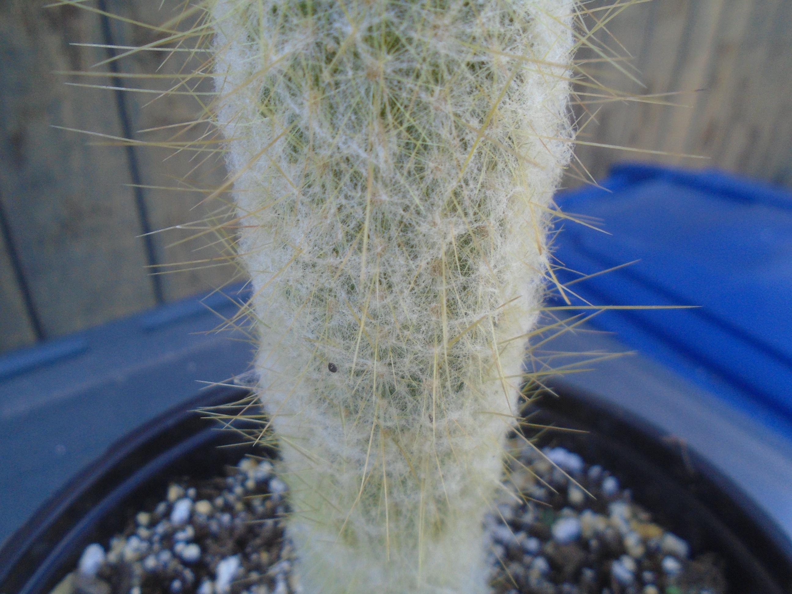 Exact Espostoa Lanata - Snow Pole Cactus, Fully Rooted, Columnar Type ...
