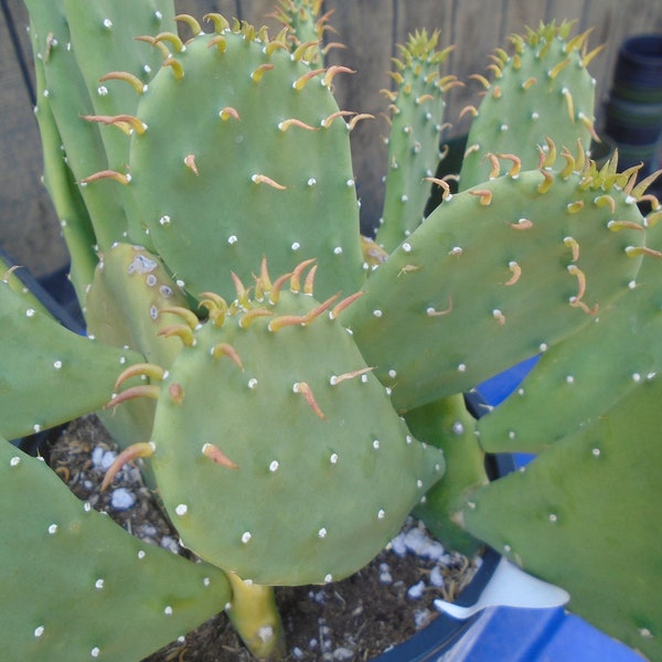 Domino Cactus - Etsy