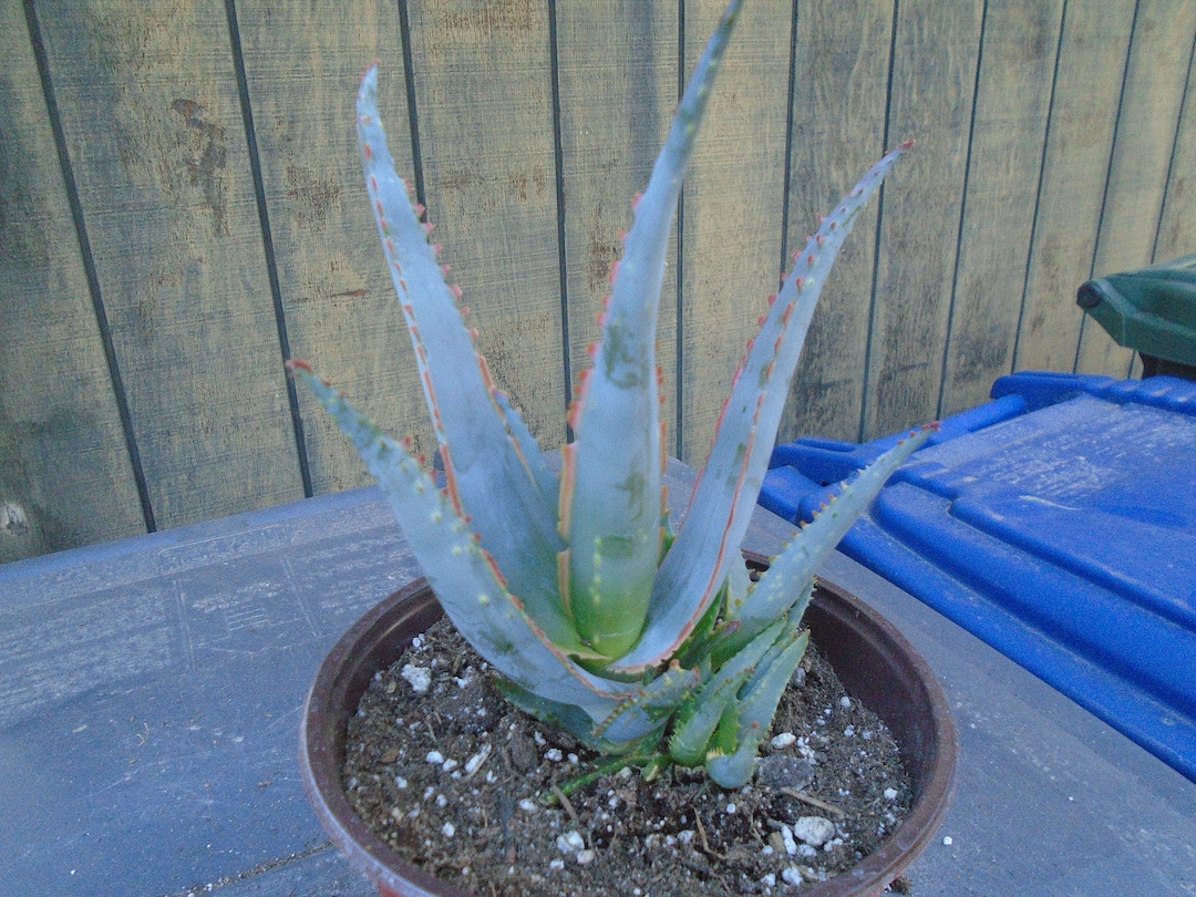 Aloe "swordfish" 1 Plant PPAF Hybrid , Fully Rooted, Flowering ...