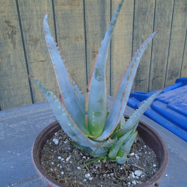 Aloe Hybrid - Etsy
