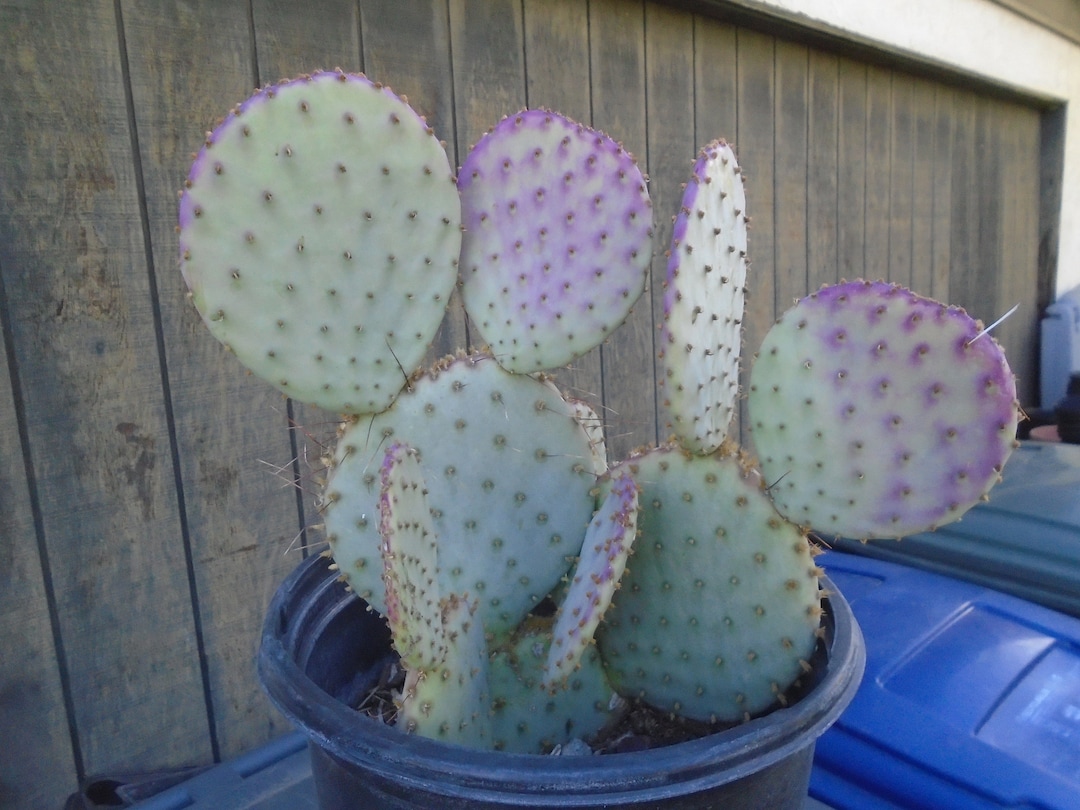 Opuntia Santa Rita - 1 PAD,, Prickly Pear, Cactus (may or May Not Be ...