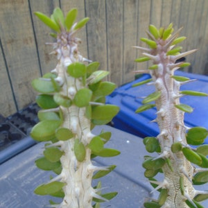 False Ocotillo 2 Plants, Fully Rooted, Procera, Drought Resistant ...