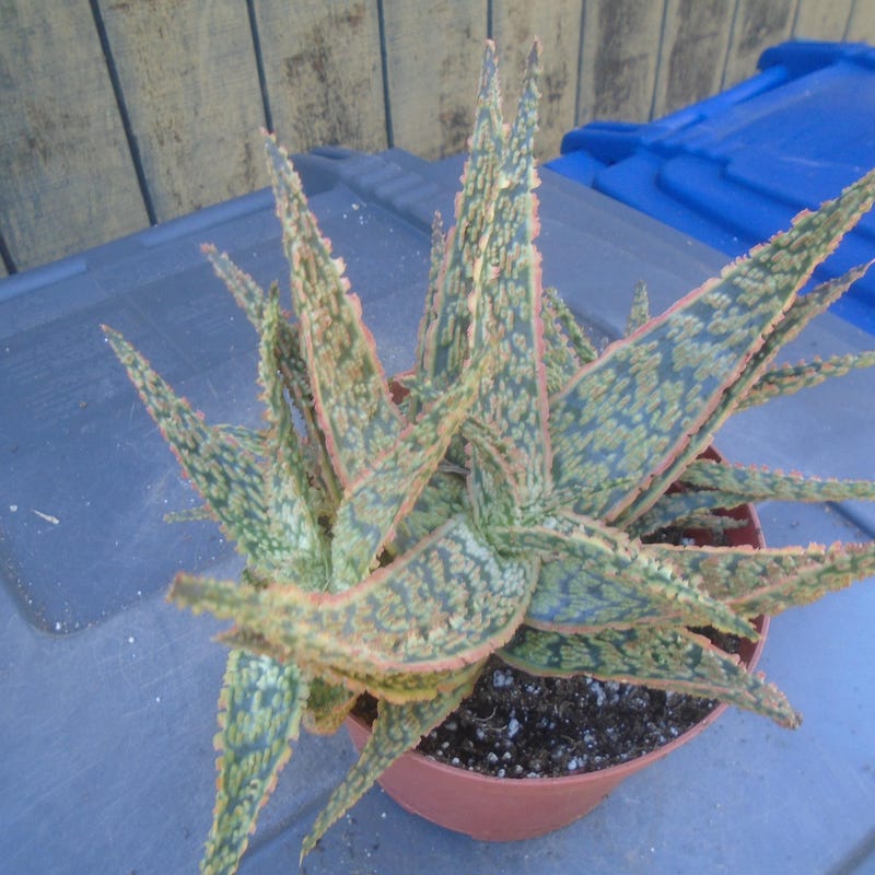 Torch Aloe - Etsy