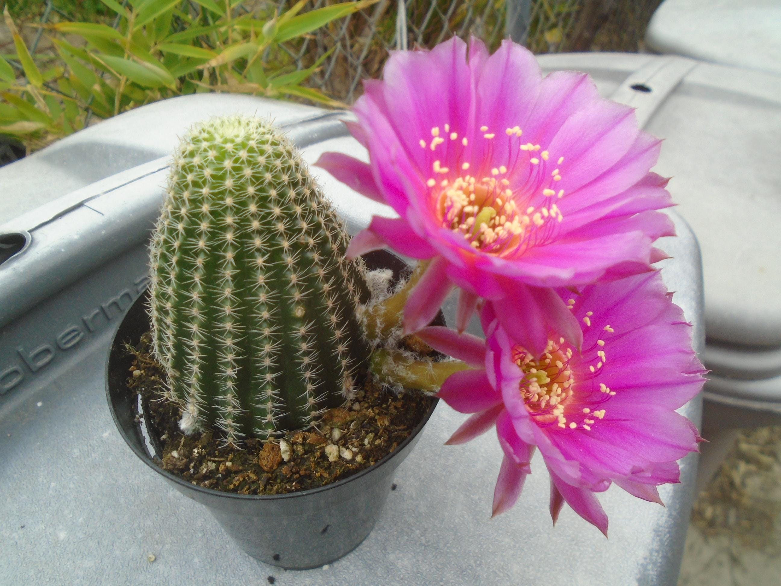 Echinopsis Hybrid "cometa" Cactus Plant, Fully Rooted Hybrid Peanut ...