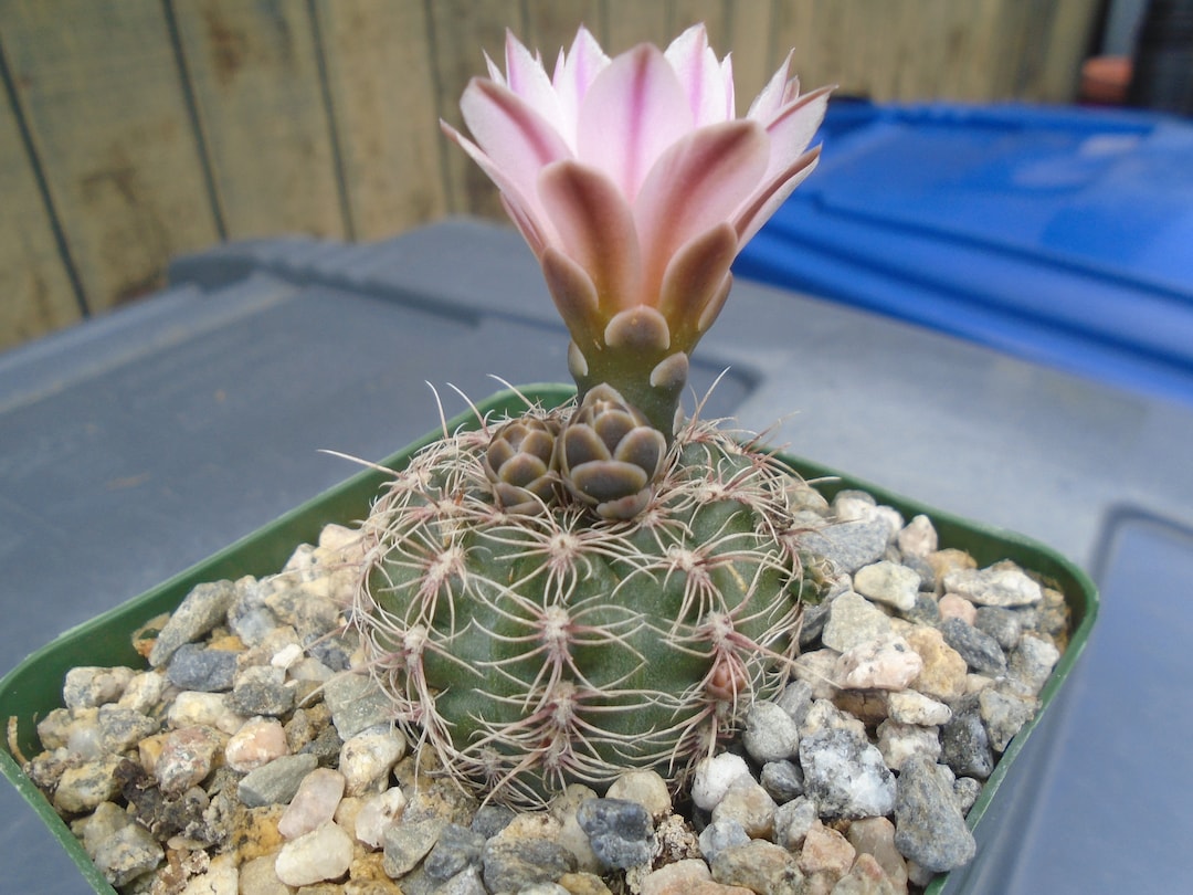 Gymnocalycium Bruchii Cactus Plant, Fully Rooted Dwarf Clumping Cactus ...