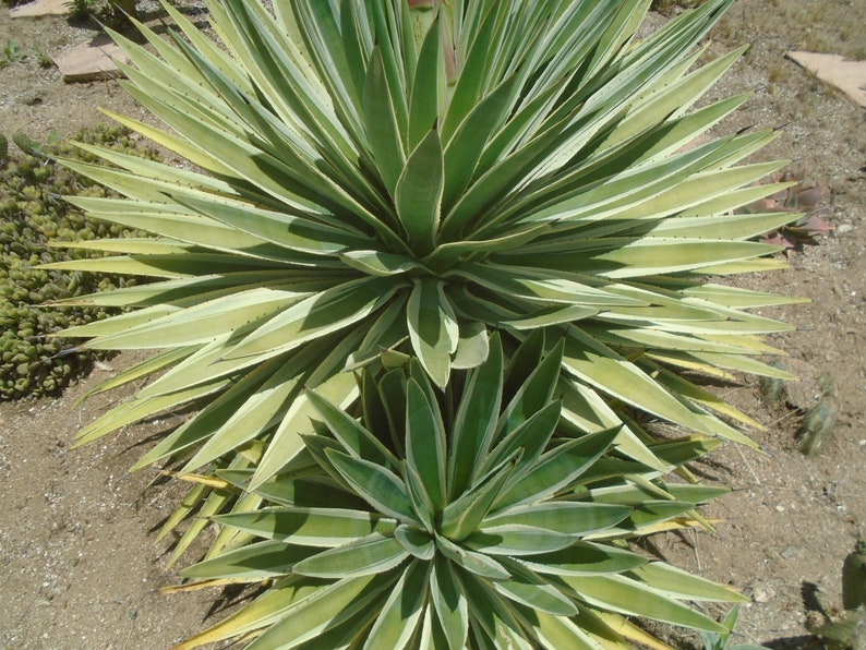 Agave "angustifolia" Cactus Plant, Fully Rooted, AKA Caribbean Agave - Etsy