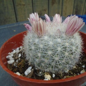 Snow Cactus, Fully Rooted, Mammillaria Candida, - Etsy
