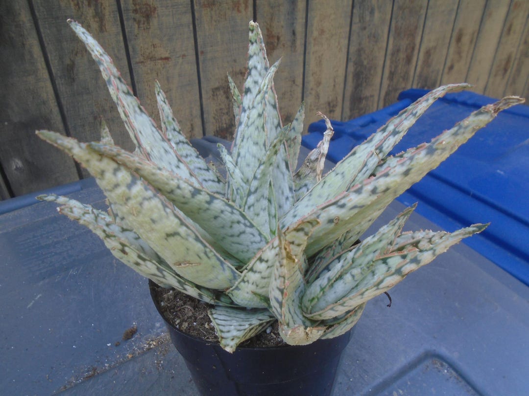 Exact Large Aloe "candy Cane" Plant With Pups, Fully Rooted Aloe Hybrid ...