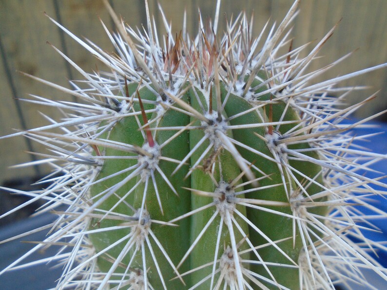 Specialcardon False Saquaro Cactus Fully Rooted - Etsy