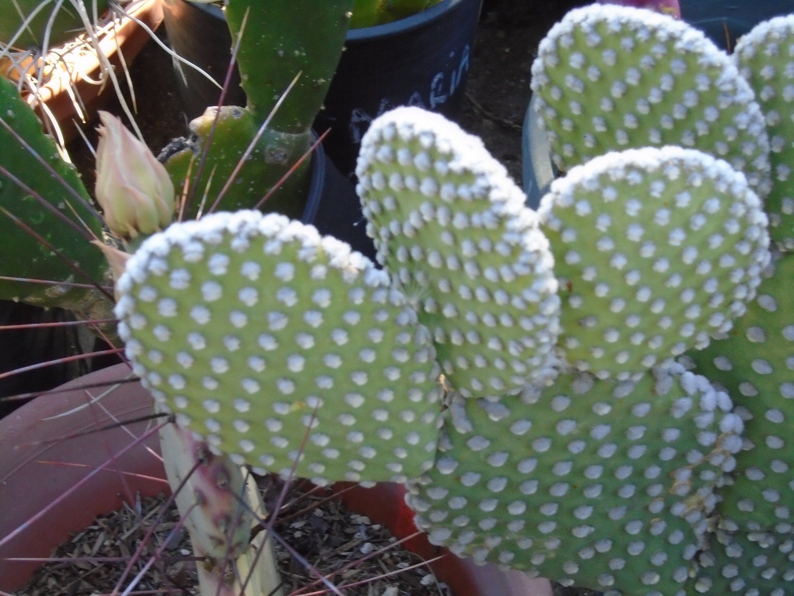 Opuntia "angel Wings" (microdasys Albata) 2 Pads - Prickly Pear - Etsy