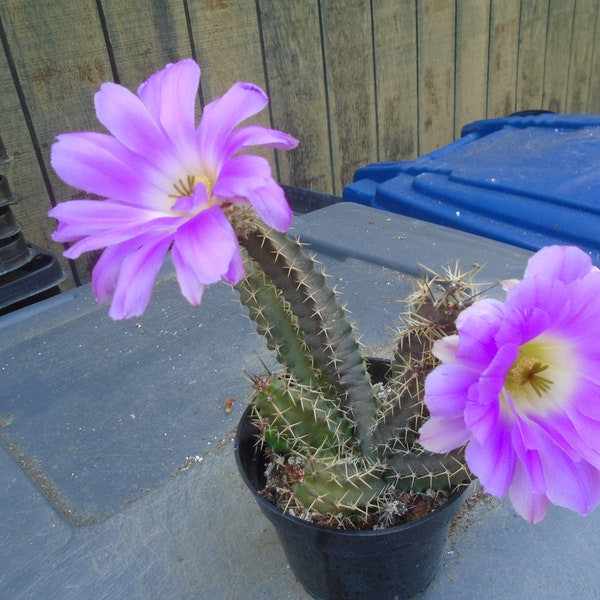 Succulent Ladys Finger - Etsy