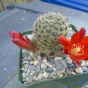 Rebutia Sanguinea Cactus Plant, Fully Rooted, Clumping Cactus, Small ...