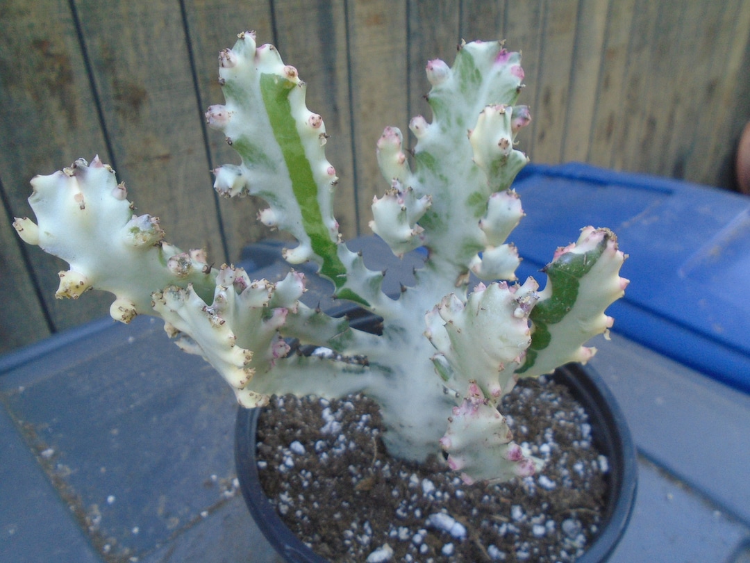 Exact Dragon Trees Bones Plant Lactea Variegata Fully Rooted, Euphorbia ...