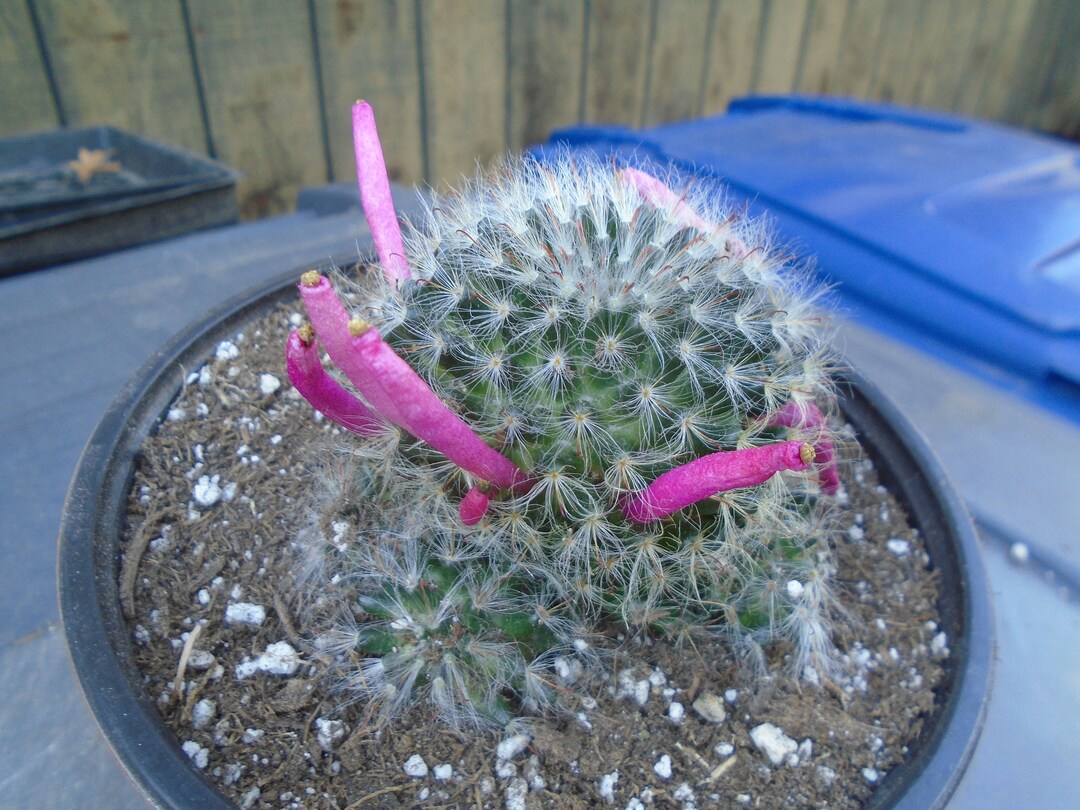 Powder Puff Pincushion Cactus Plant, Fully Rooted, Mammillaria Bocasana ...