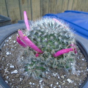 Powder Puff Pincushion Cactus Plant, Fully Rooted, Mammillaria Bocasana ...