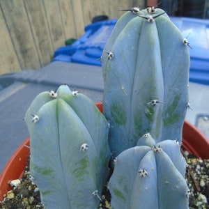 Desert Blue Candle Cactus, 3 Plants, AKA Blue Myrtle Cactus, Branching ...