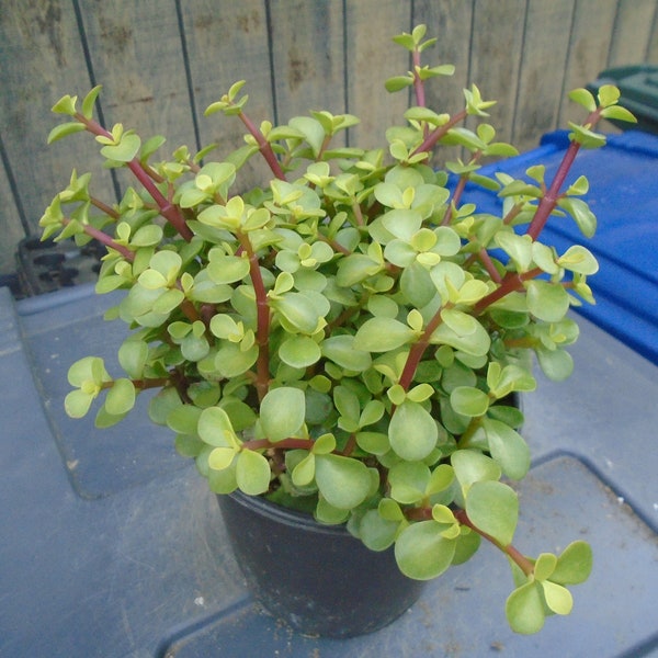 Elephant Food Plant - Etsy