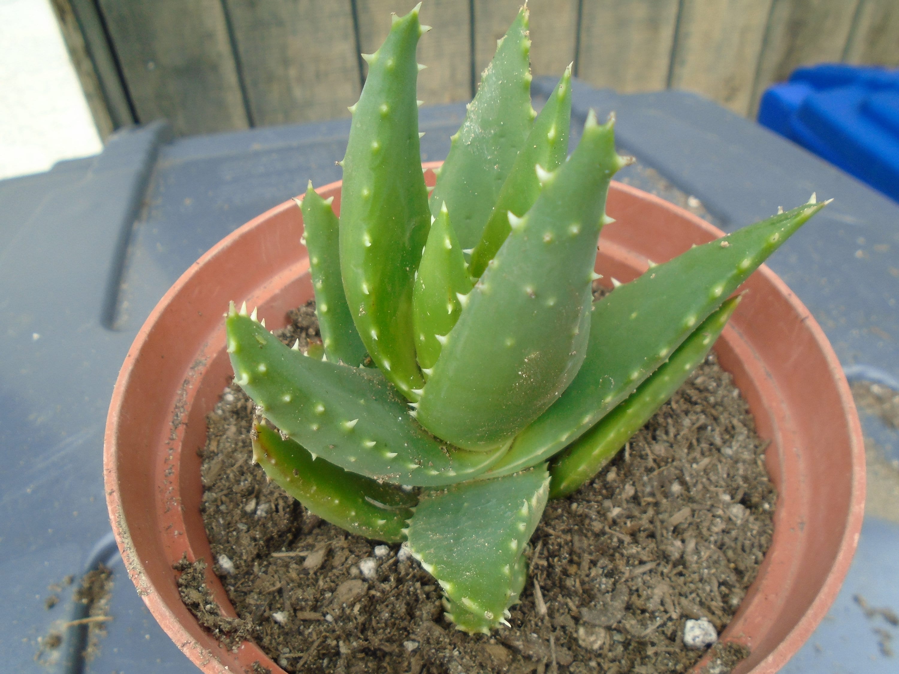Aloe Nobilis Gold Toothed Aloe Fully Rooted Plant | Etsy
