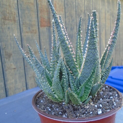 Aloe krakatoa 3 Plants Hybrid PPAF Fully Rooted - Etsy