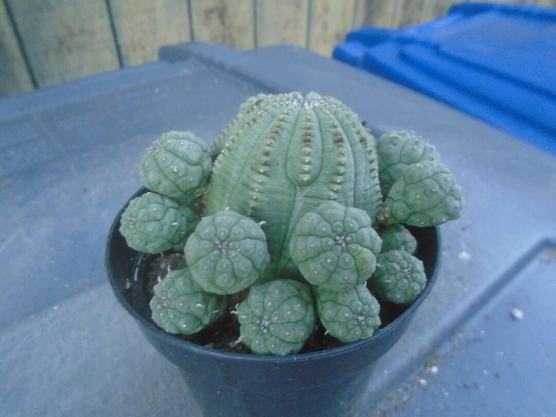 Exact OBESA Basketball Plant, Euphorbia, Fully Rooted, 5T, Each Listing ...