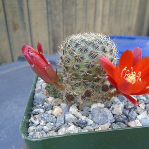 Rebutia Sanguinea Cactus Plant, Fully Rooted, Clumping Cactus, Small ...