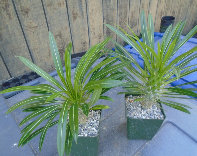 Super Special 2 Madagascar Palms, Pachypodium Lamerei, Fully Rooted - Etsy