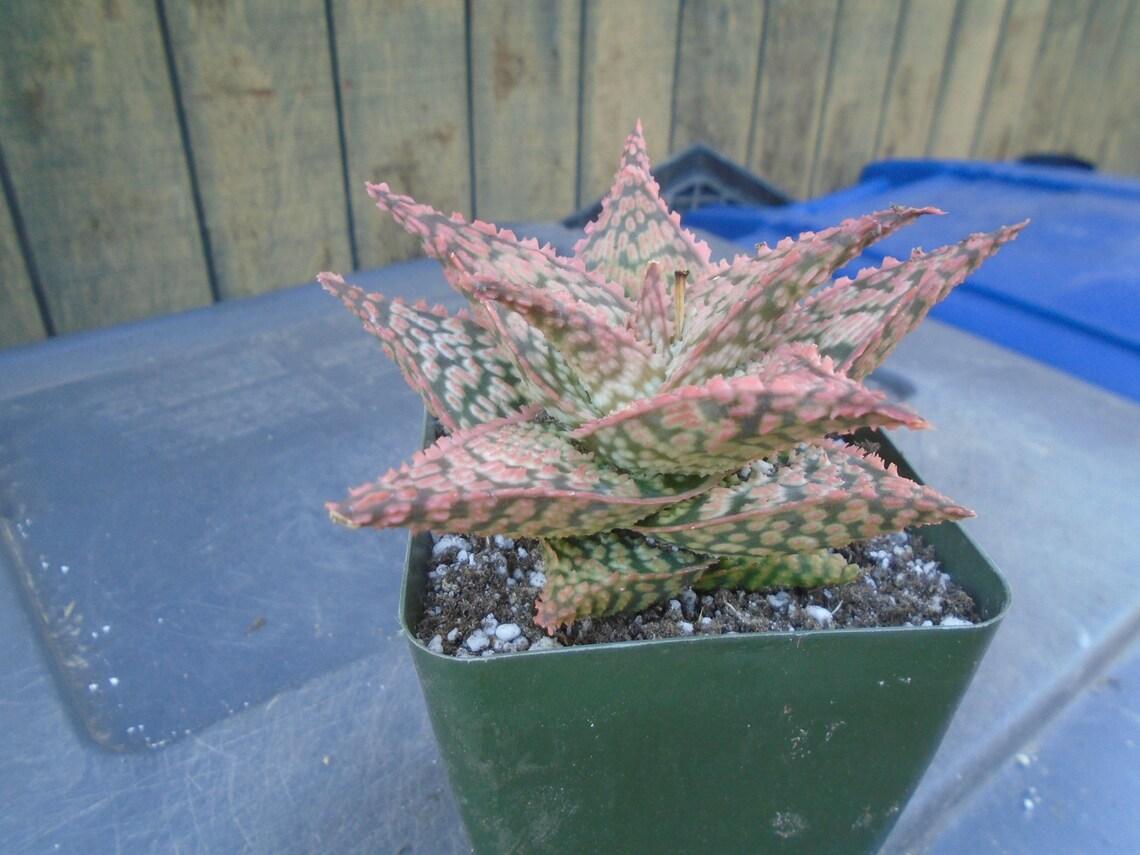 Aloe Firecracker Plant, Fully Rooted Hybrid, Hummingbird Friendly - Etsy
