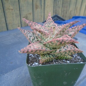 Aloe Firecracker Plant, Fully Rooted Hybrid, Hummingbird Friendly - Etsy