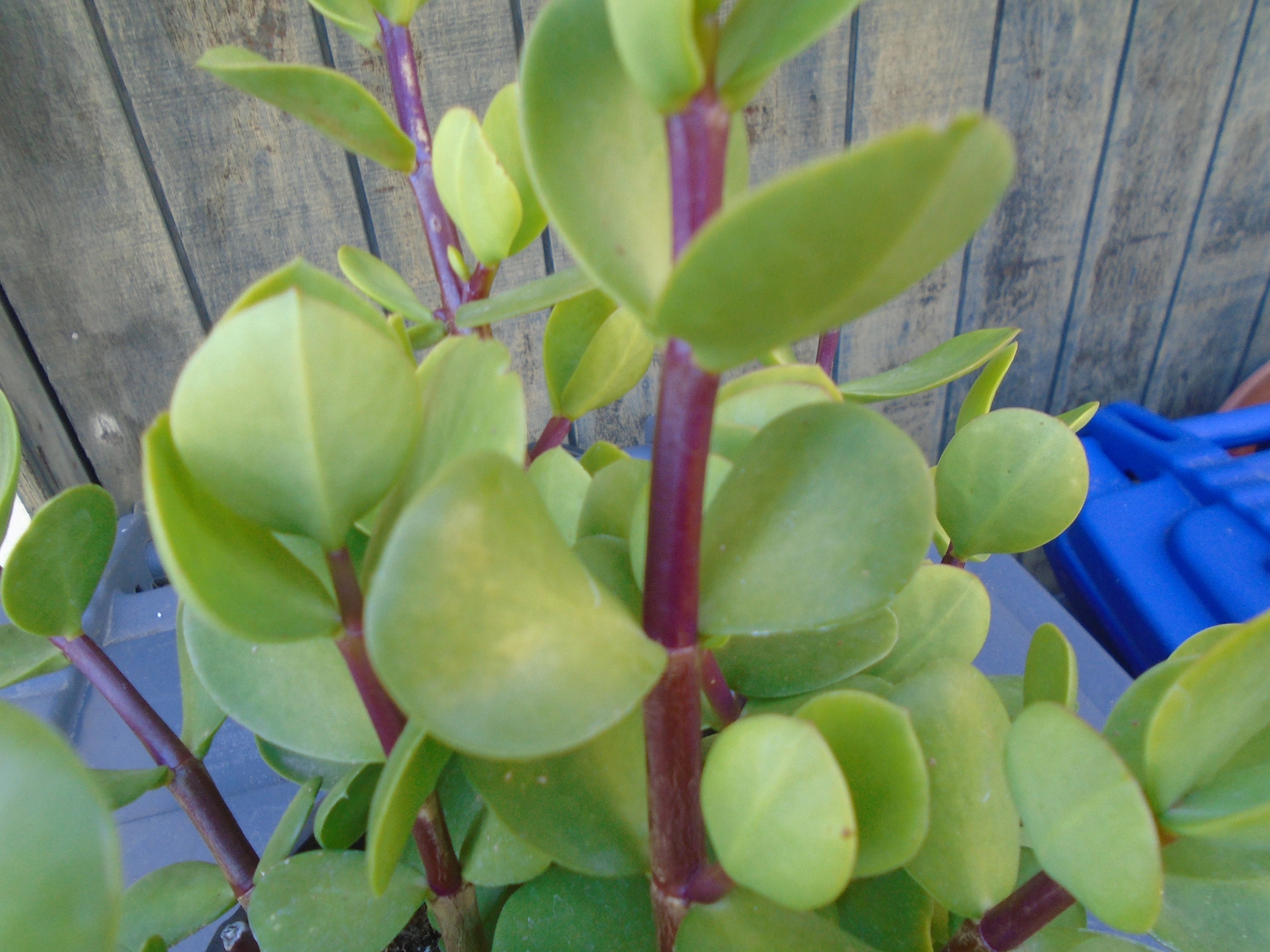 Mammoth Large Leaf Elephant Food Fully Rooted 1 Gallon | Etsy
