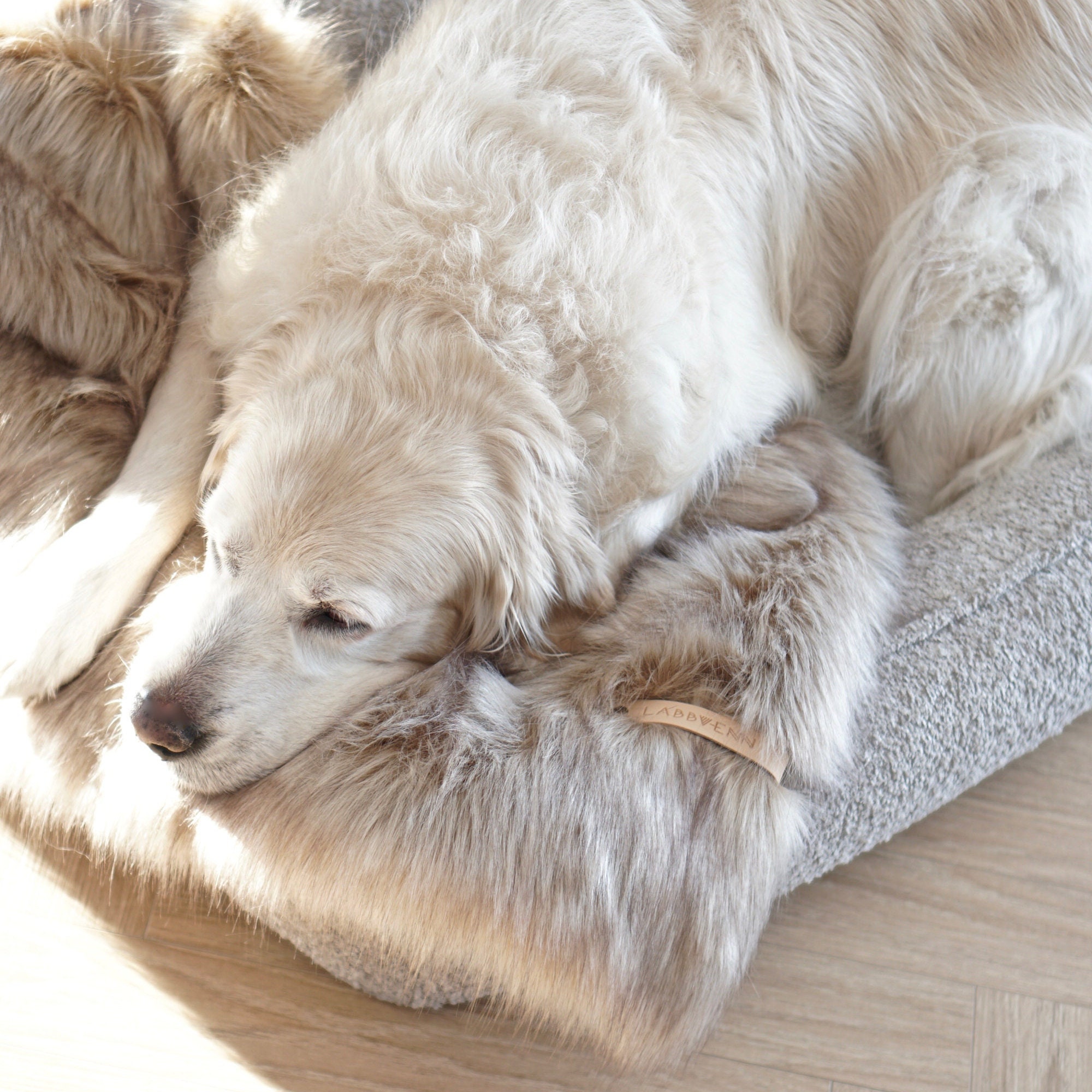 Stylish BUKLAA Dog Bed, Modern Design, Dog Sofa, Designer Bed Cover ...
