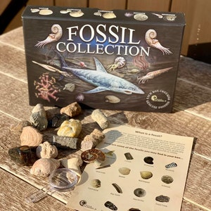 Fossil Collection Kit, Contains 15 Real Fossils, Fossil Ammonite. - Etsy