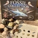 Fossil Collection Kit, Contains 15 Real Fossils, Fossil Ammonite. - Etsy