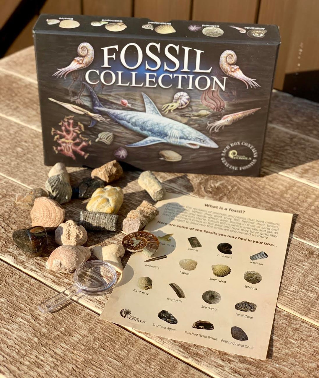 Fossil Collection Kit, Contains 15 Real Fossils, Fossil Ammonite. - Etsy