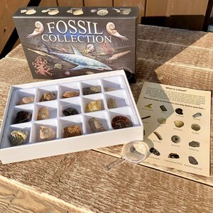 Fossil Collection Kit, Contains 15 Real Fossils, Fossil Ammonite. - Etsy