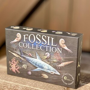 Fossil Collection Kit, Contains 15 Real Fossils, Fossil Ammonite. - Etsy