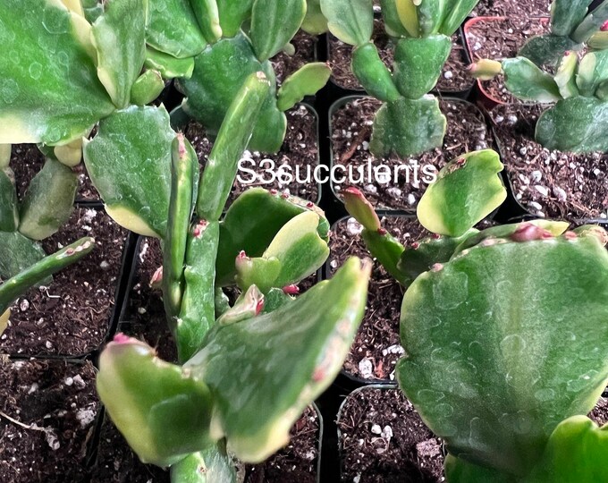 Variegated Schlumbergera christmas Cactus - Etsy