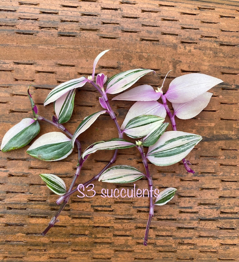 Tradescantia Albiflora Rainbow/ Pink Princess Aka Tricolor/ - Etsy