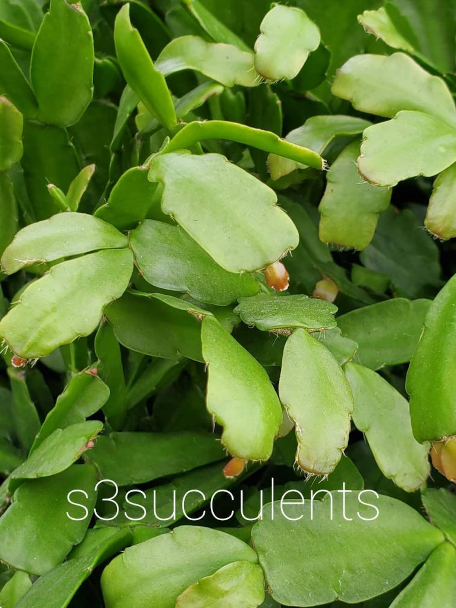 True Christmas Cactus - Etsy