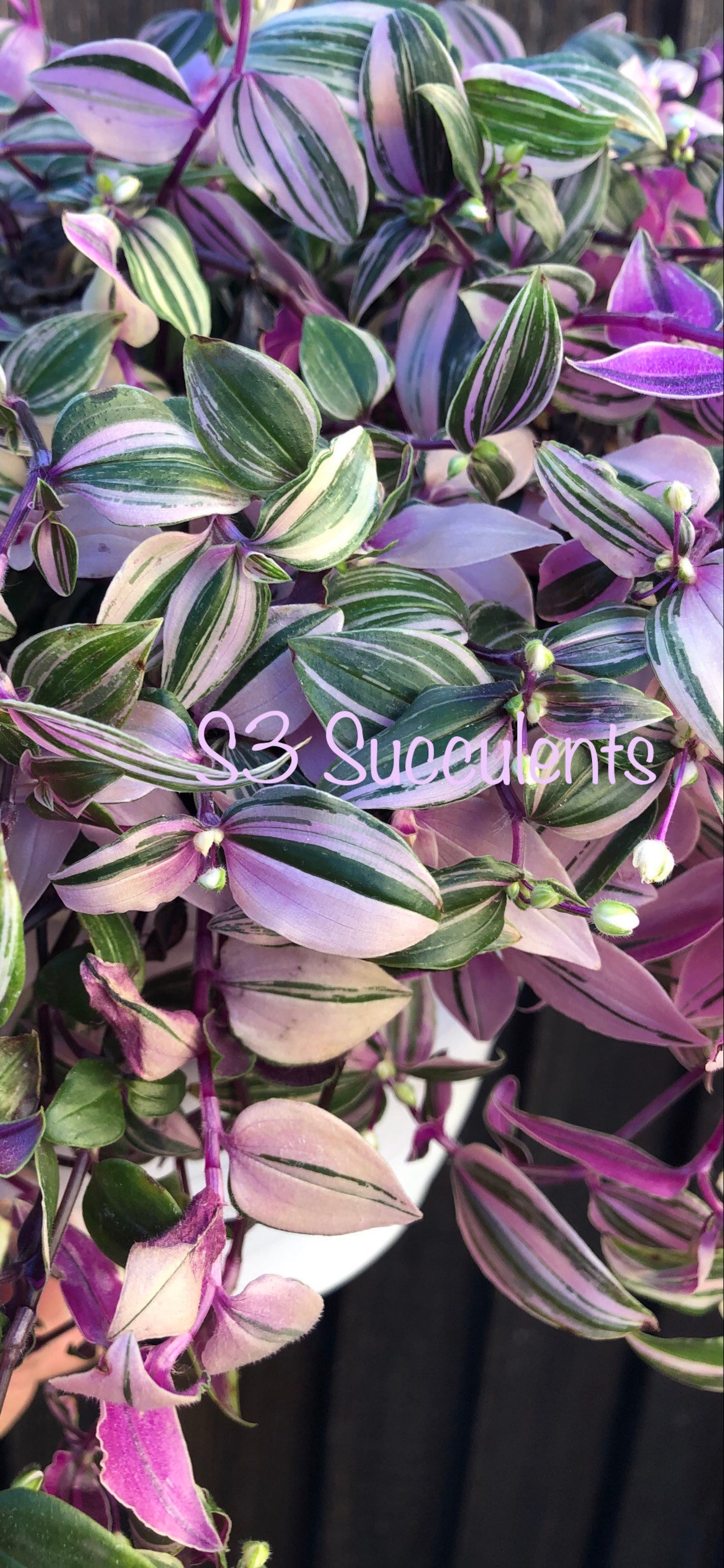 Tradescantia Albiflora Rainbow/ Pink Princess Aka Tricolor/ - Etsy
