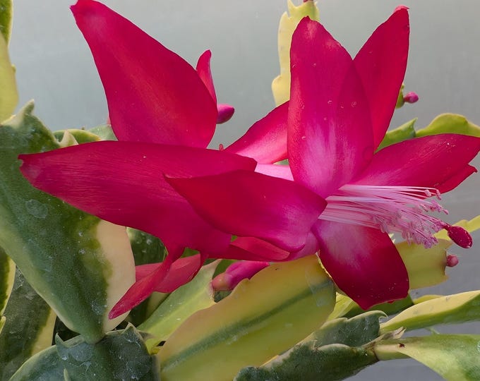 Variegated Christmas Cactus - Exact One in Picture - Large Mother Plant ...