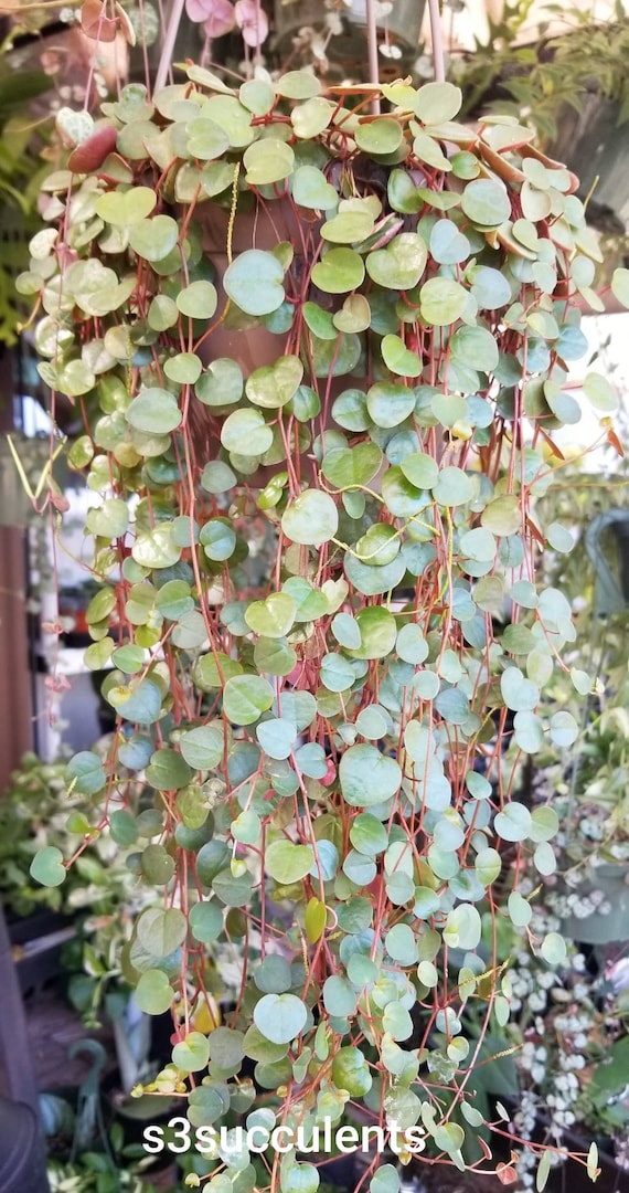 Ruby cascade cutting Plants Home & Living etna.com.pe