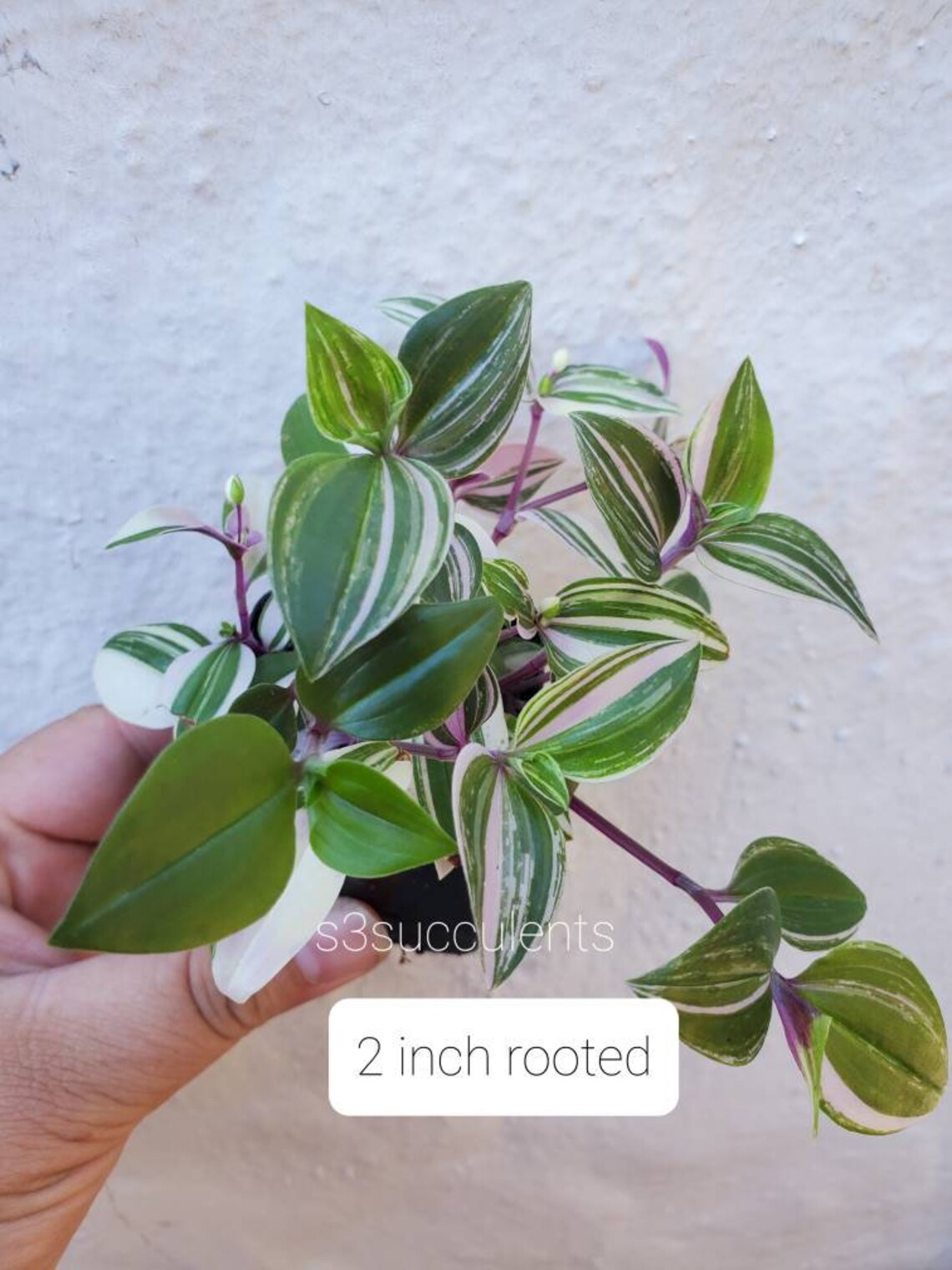 Tradescantia Albiflora Rainbow/ Pink Princess Aka Tricolor/ - Etsy