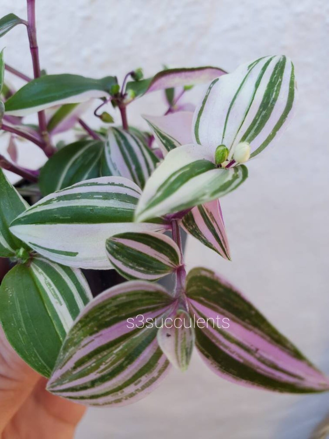 Tradescantia Albiflora Rainbow/ Pink Princess Aka Tricolor/ - Etsy